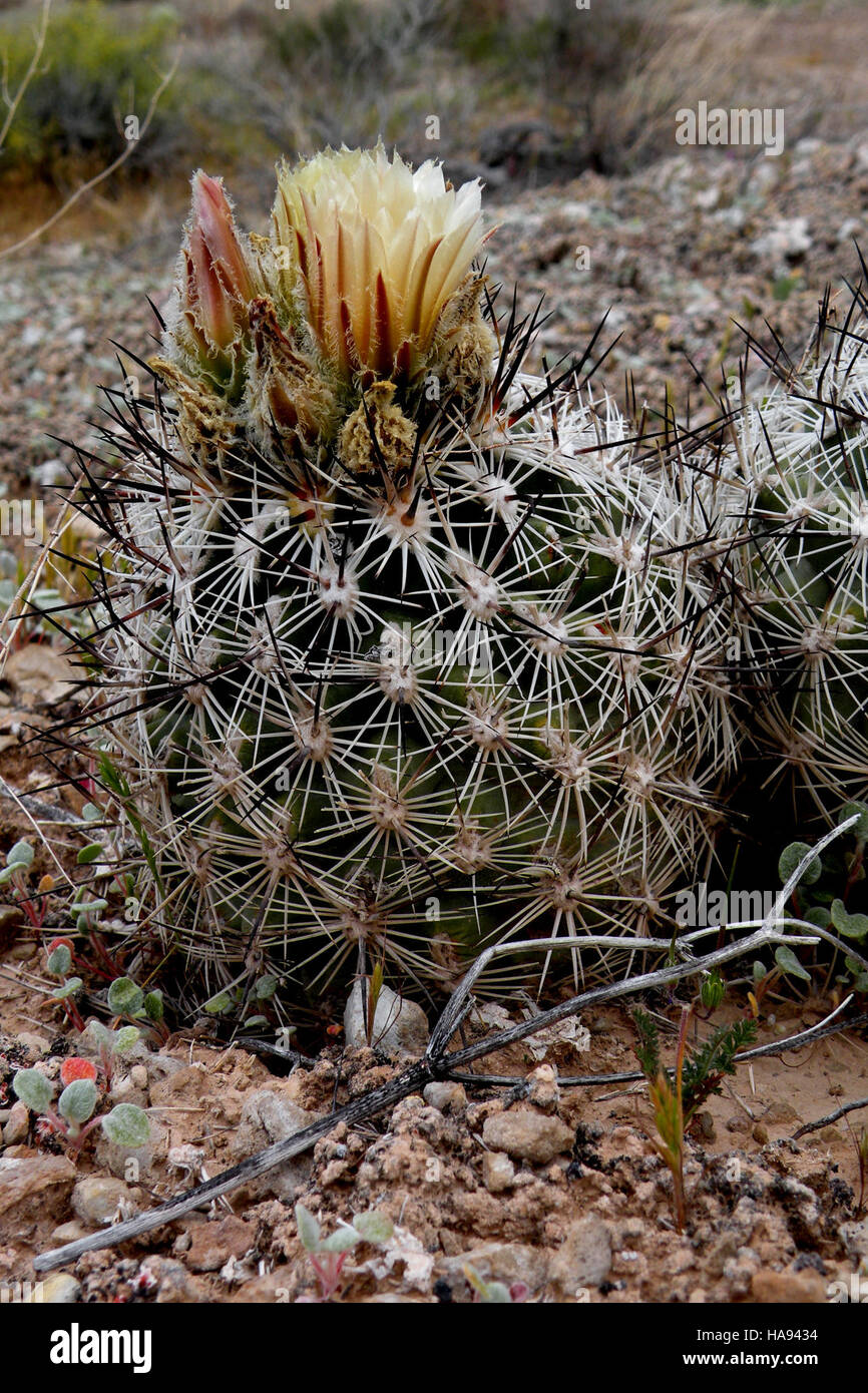 The Siler pincushion cactus (Pediocactus sileri) is a rare plant ...