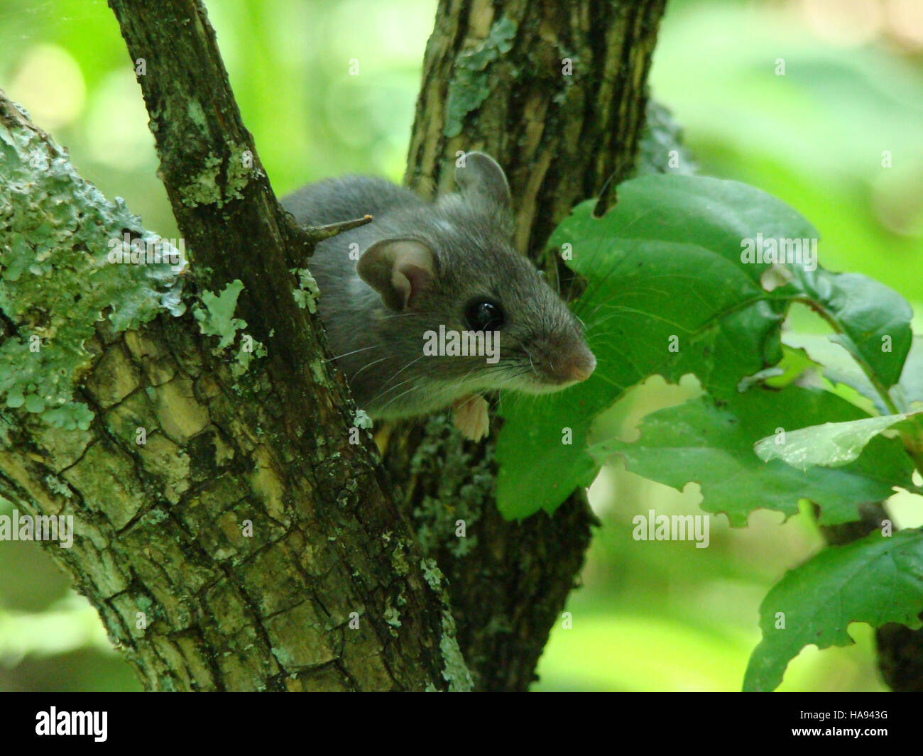usfwsmtnprairie 6438329699 Deer Mouse in Tree Stock Photo - Alamy