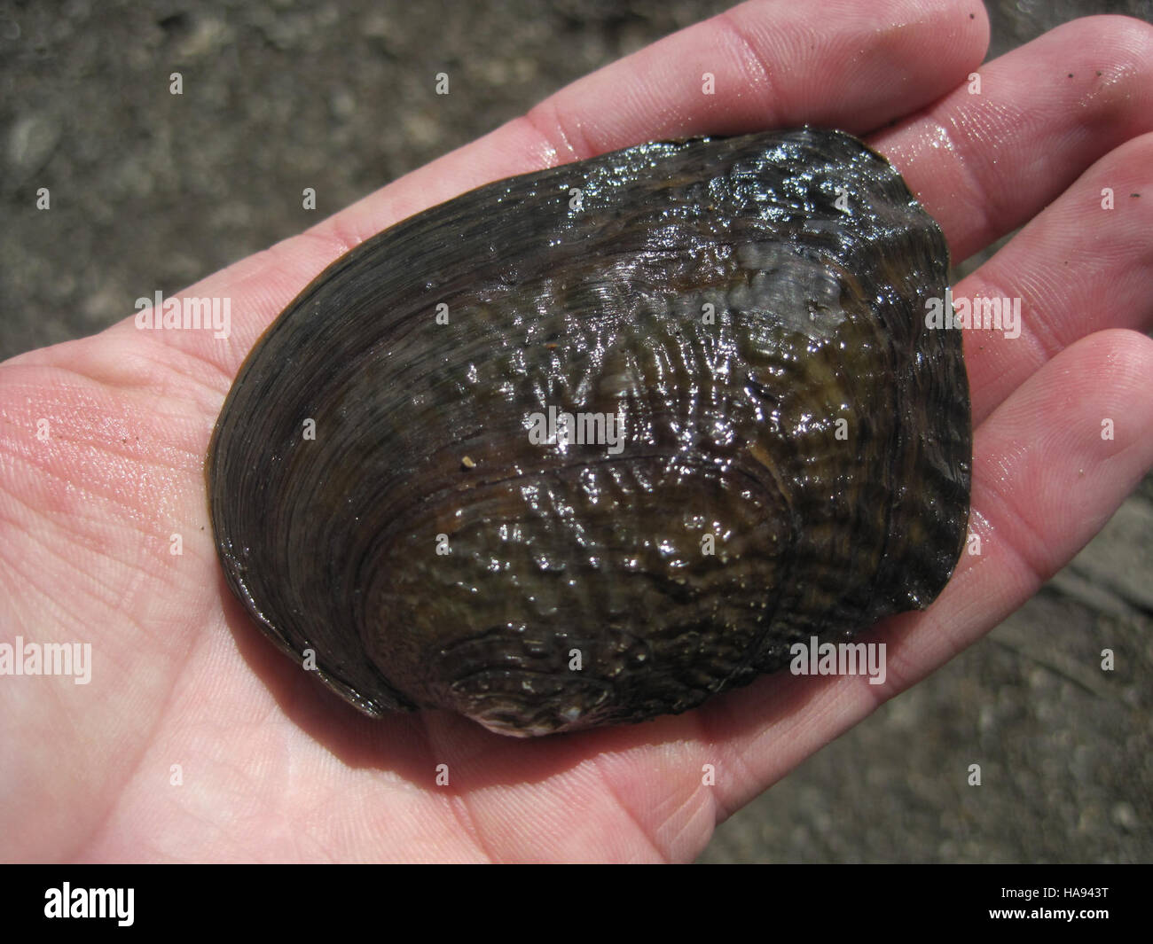 usfwsmtnprairie 6473798785 Pistolgrip Mussel Stock Photo - Alamy