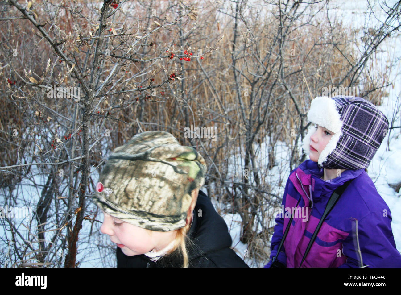 Buffalo berries, a vital food source for birds, play an important role ...