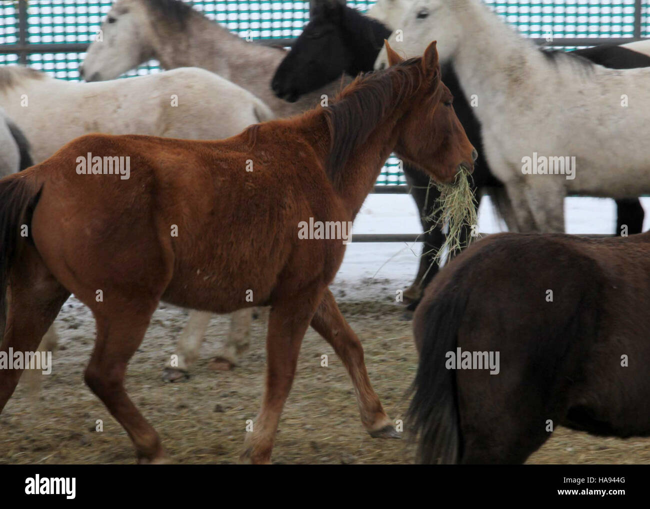 The Owyhee Complex in Nevada is managed by the Bureau of Land ...
