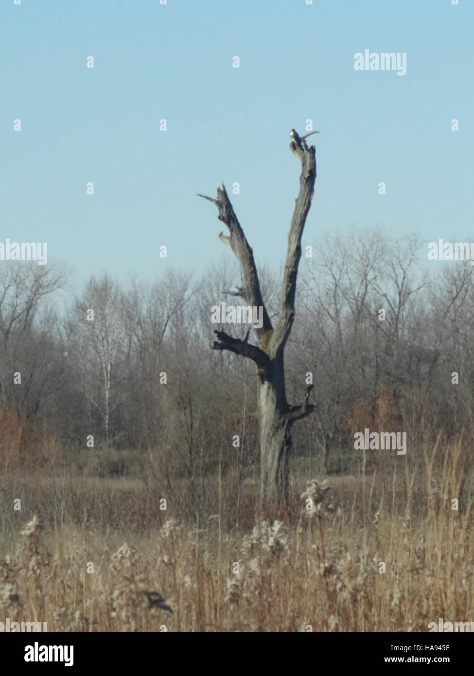 A raptor perched on a hardwood tree, symbolizing the predator-prey ...