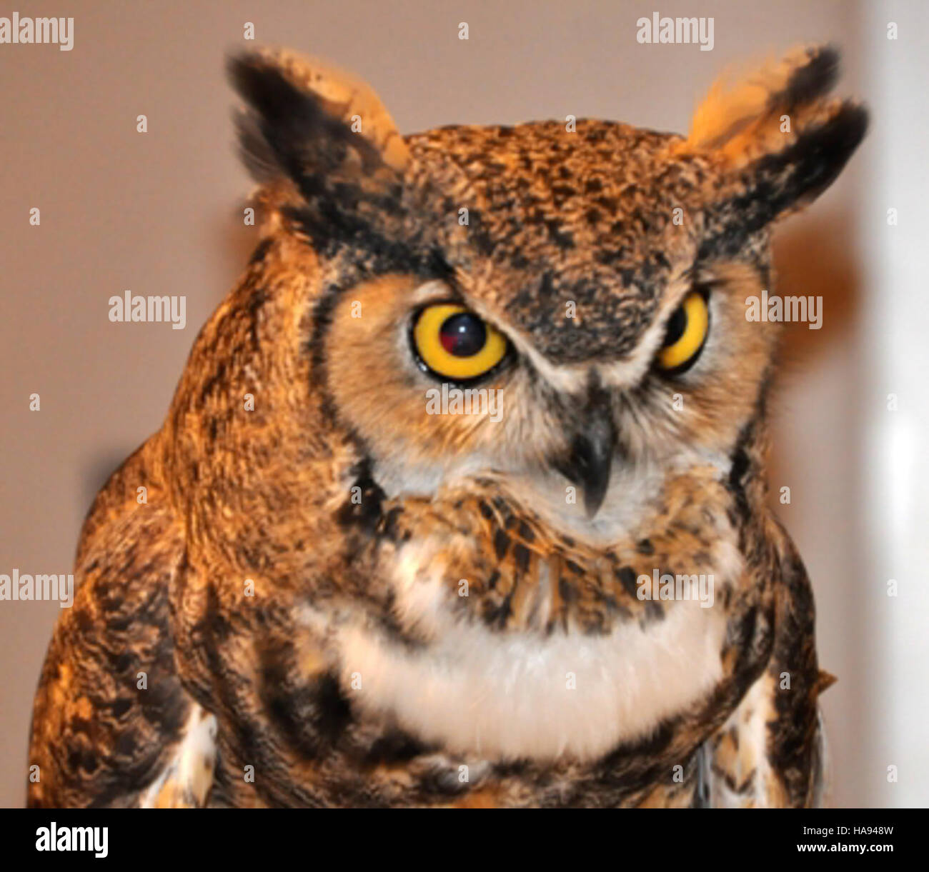 Chitters, an area within a national park, serves as a vital wildlife ...