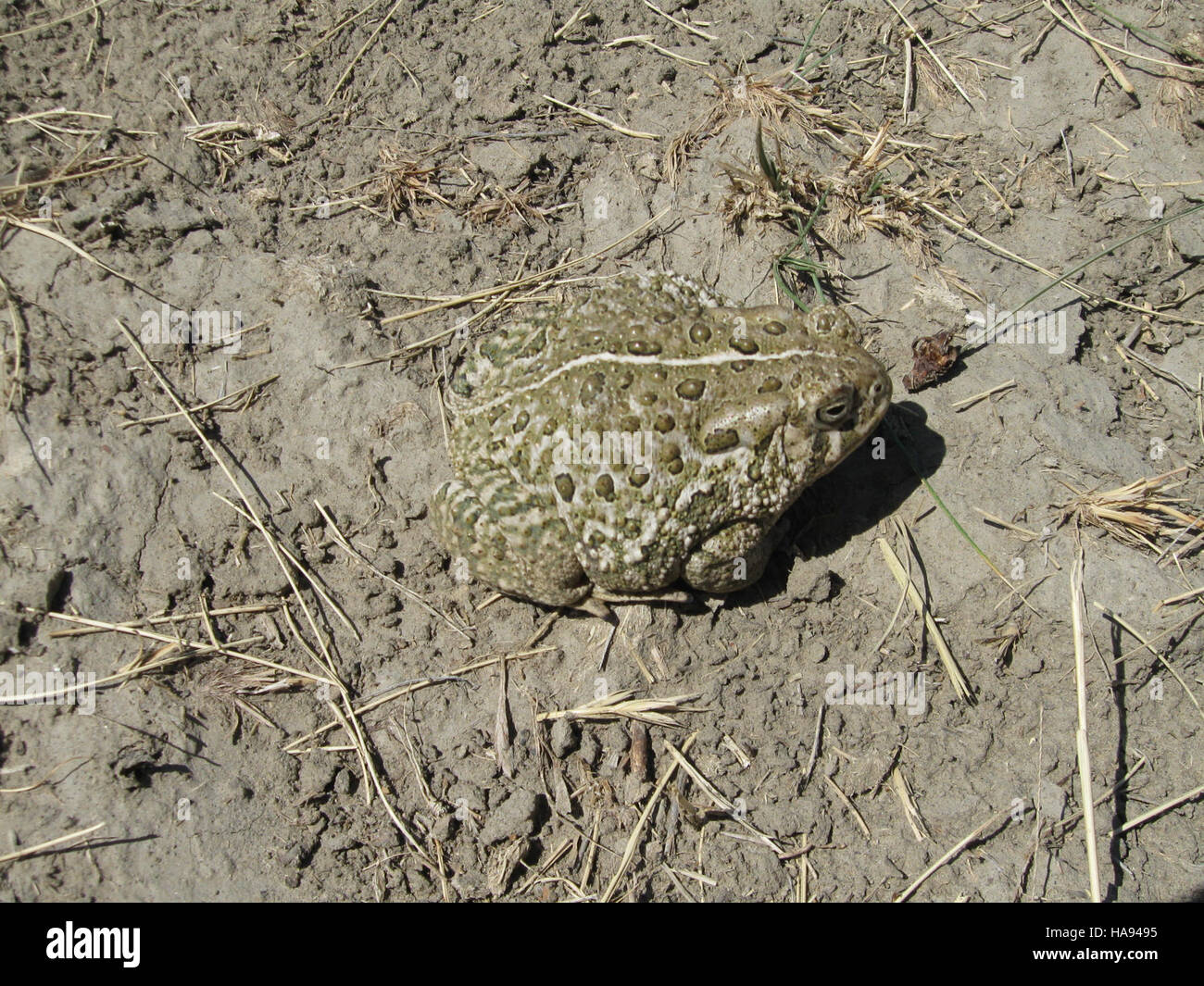 Woodhouses toad hi-res stock photography and images - Alamy