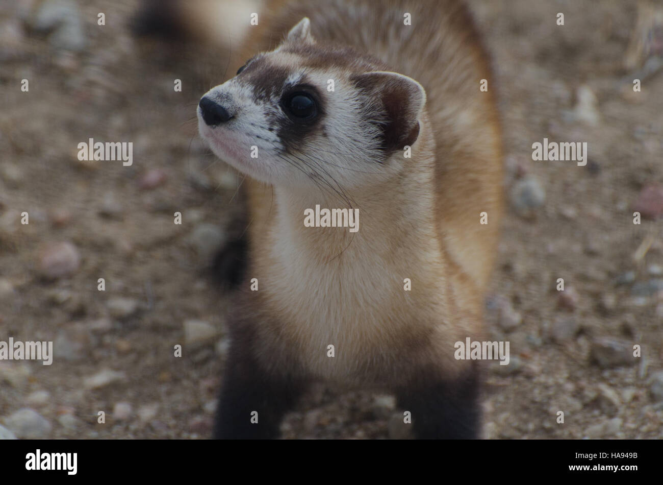 A black-footed ferret inside a fenced pen at a national park. These ...