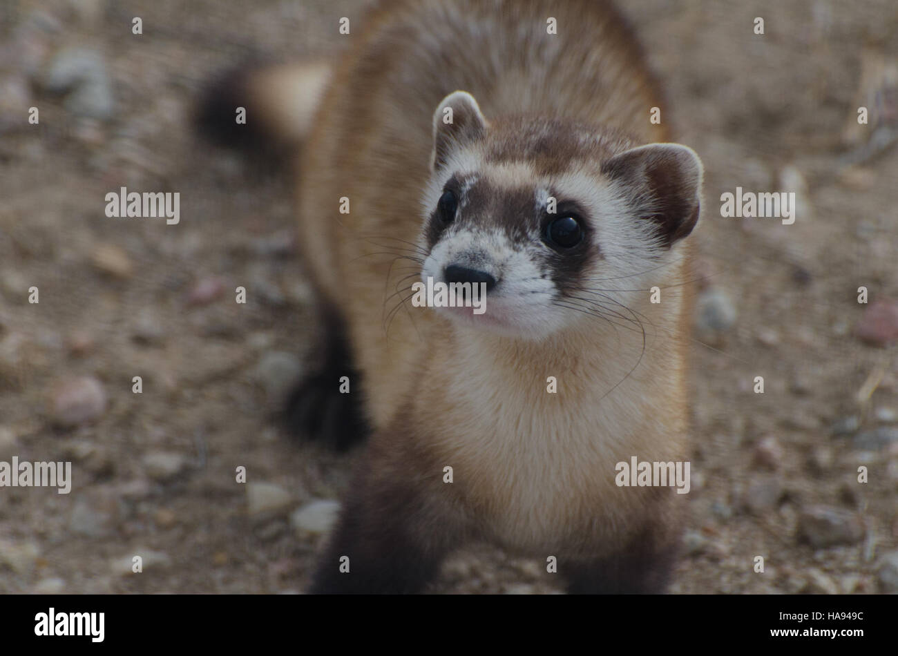 A black-footed ferret is shown in an outside pen, part of a ...