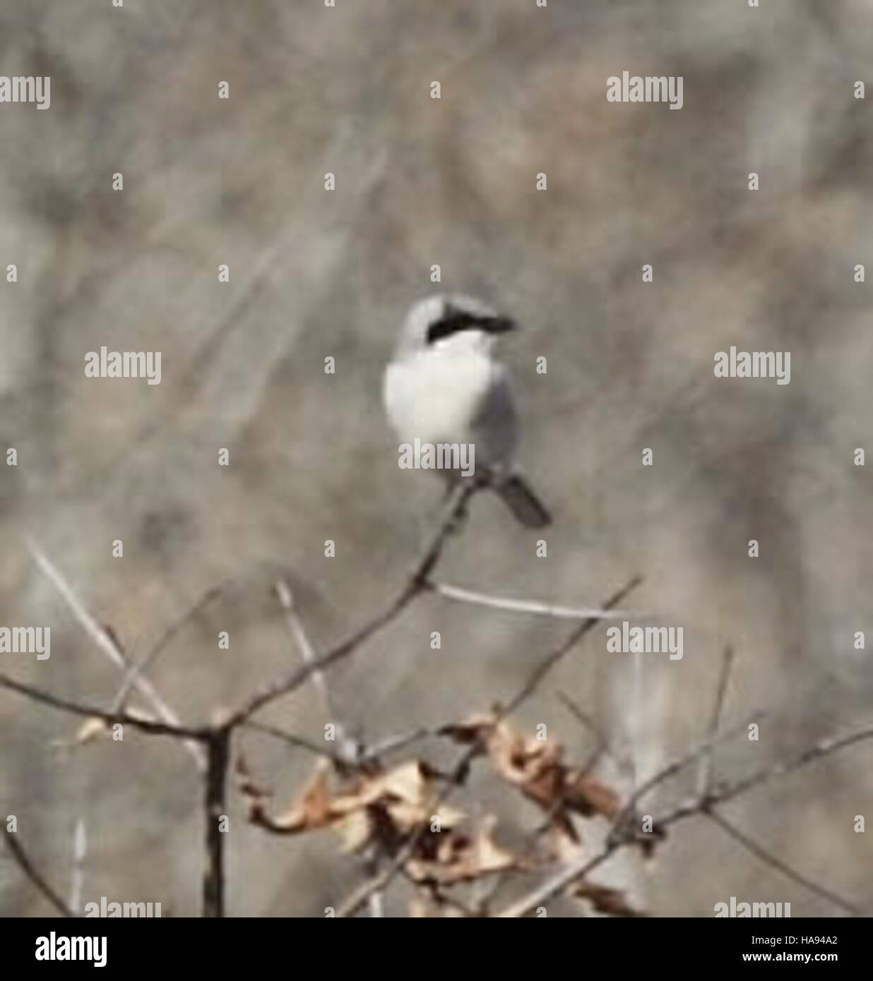 A photo of a Loggerhead Shrike, a species known for its unique hunting ...