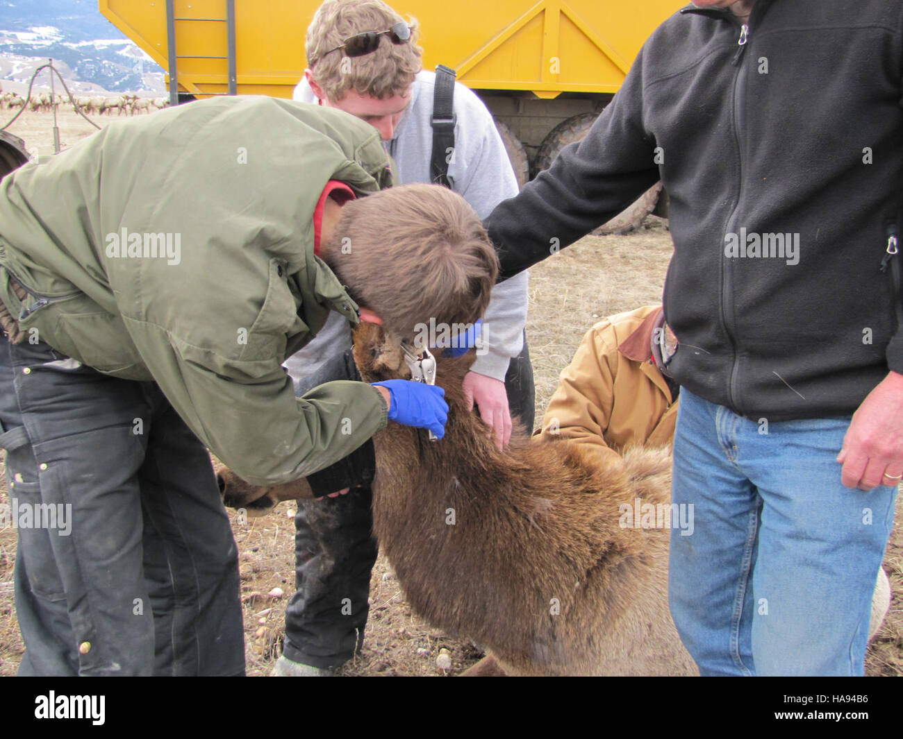 Researchers attach ear tags to wildlife in U.S. national parks to ...