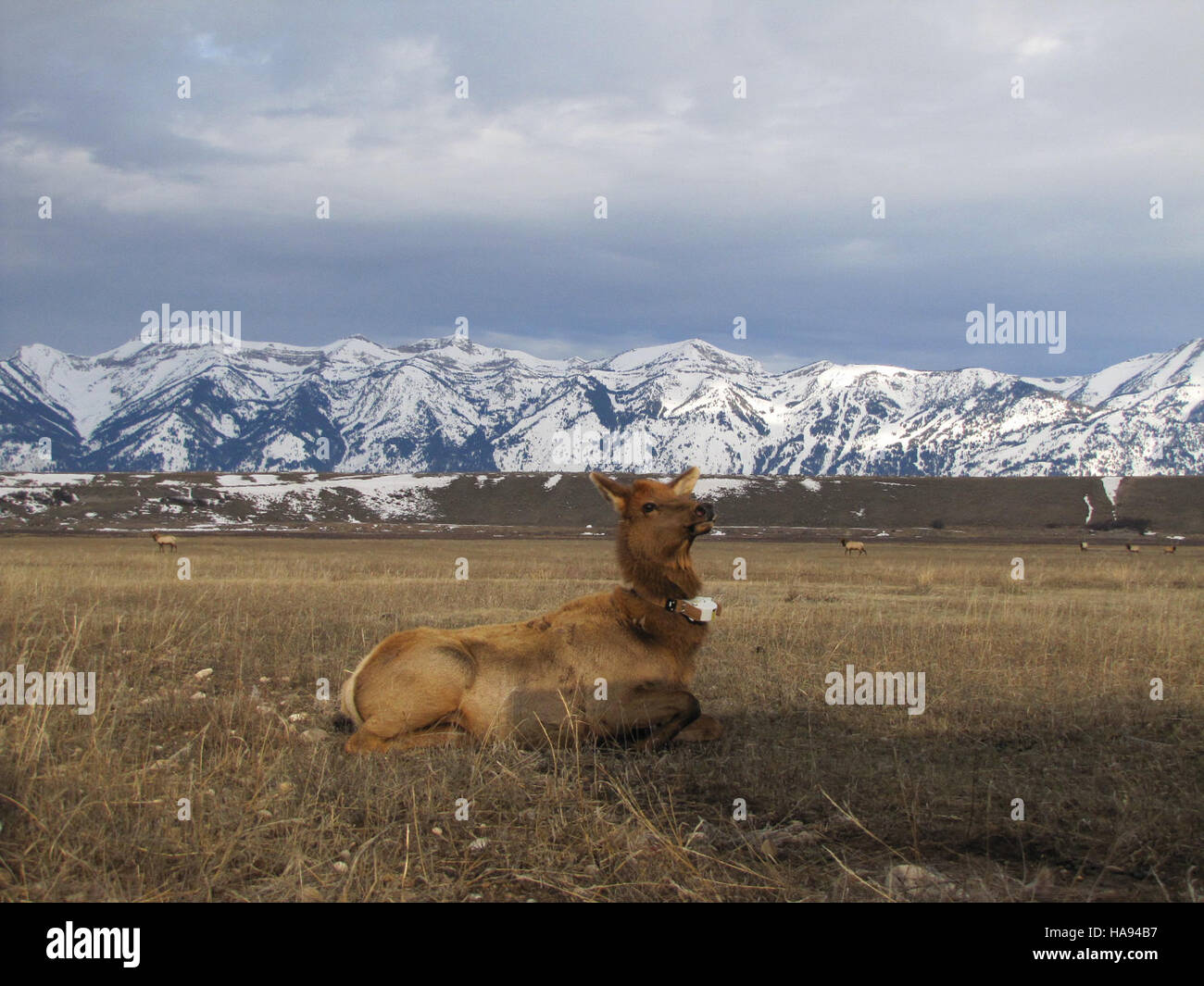 An alert animal shows signs of awareness in the wild, demonstrating its ...
