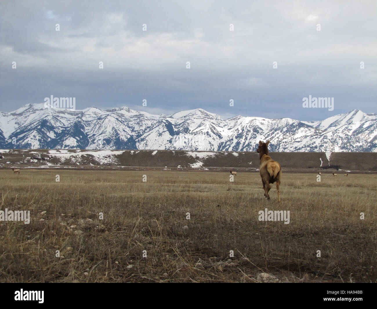 A herd of bison returning to their natural habitat within a U.S ...