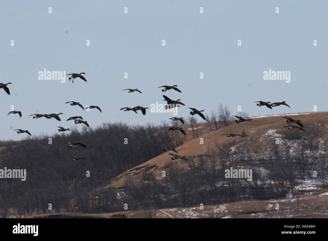 Early migration of Canada Geese is observed in a National Park ...