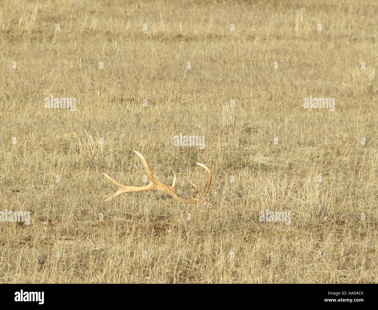 A striking image of a deer with antlers blending into the natural ...