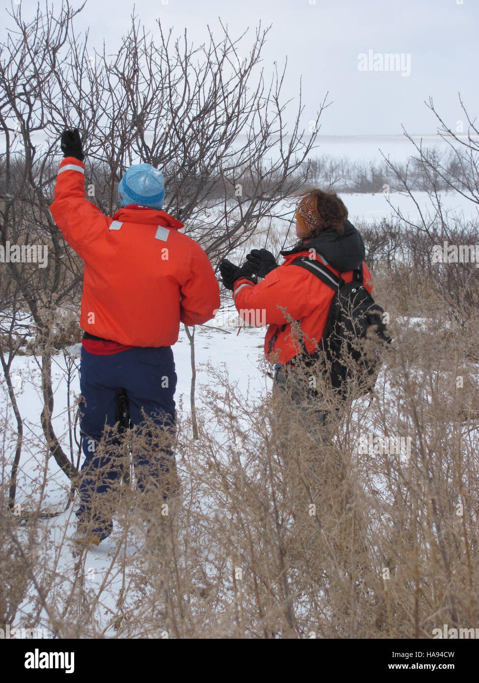 usfwsmtnprairie 6941956903 Marking and Placing Nest Tags Stock Photo ...