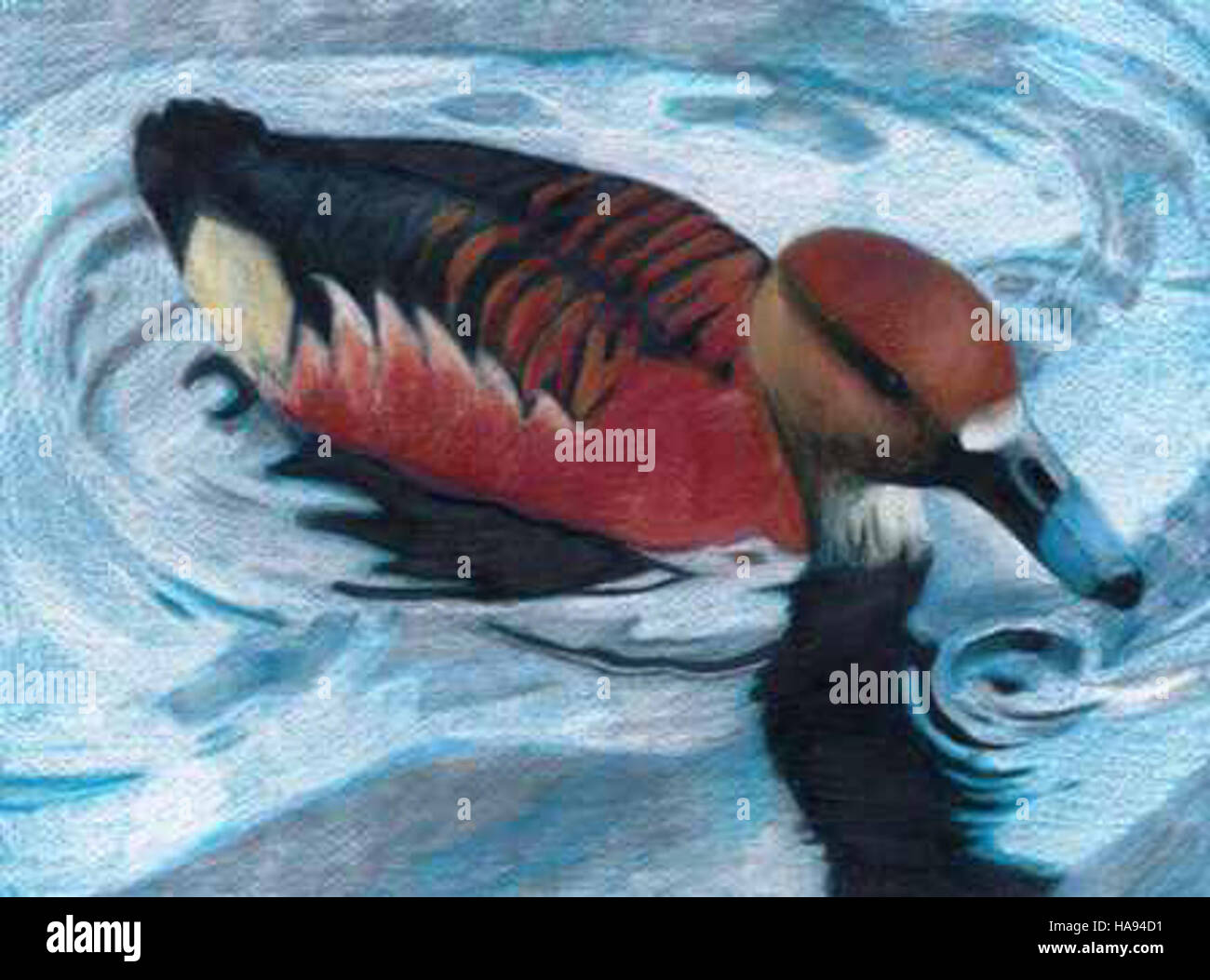 The Fulvous Whistling-duck, awarded first place in a wildlife ...