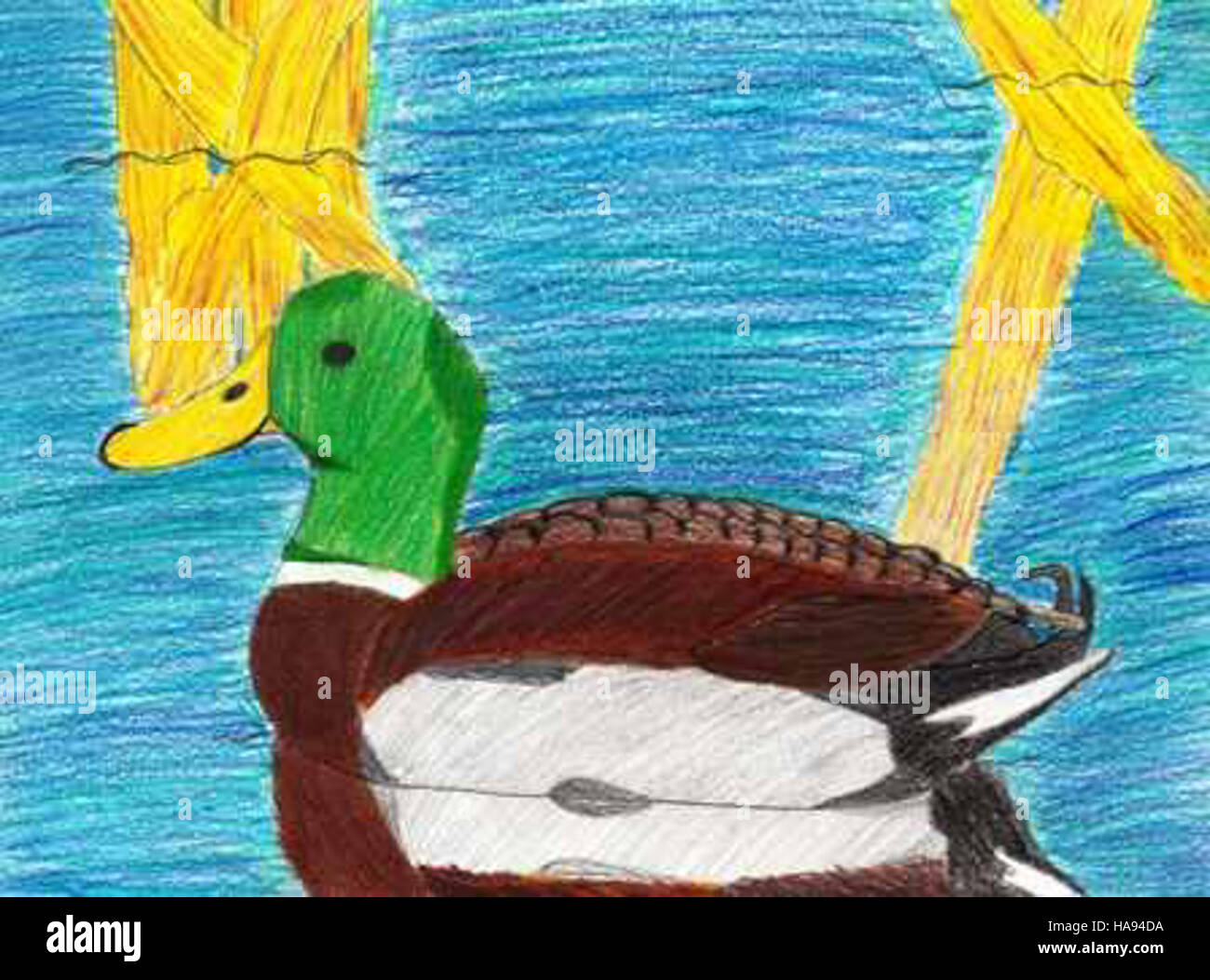 A Mallard duck wins 1st place in a local wildlife competition held at S ...