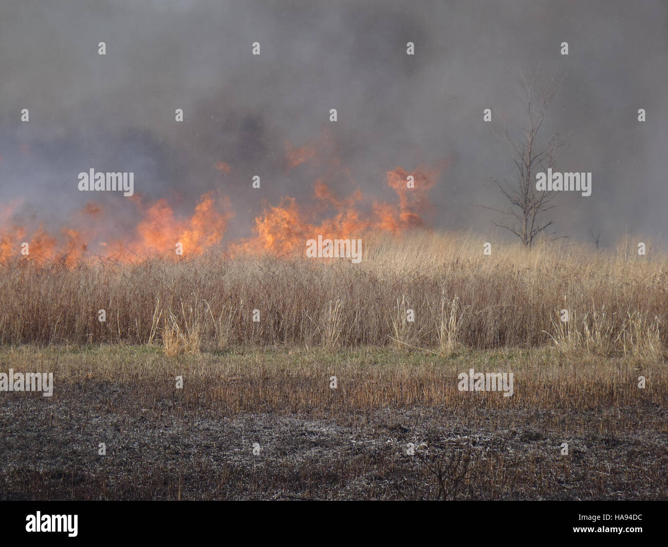 Fire management in the Tall-grass Prairie National Park is essential ...