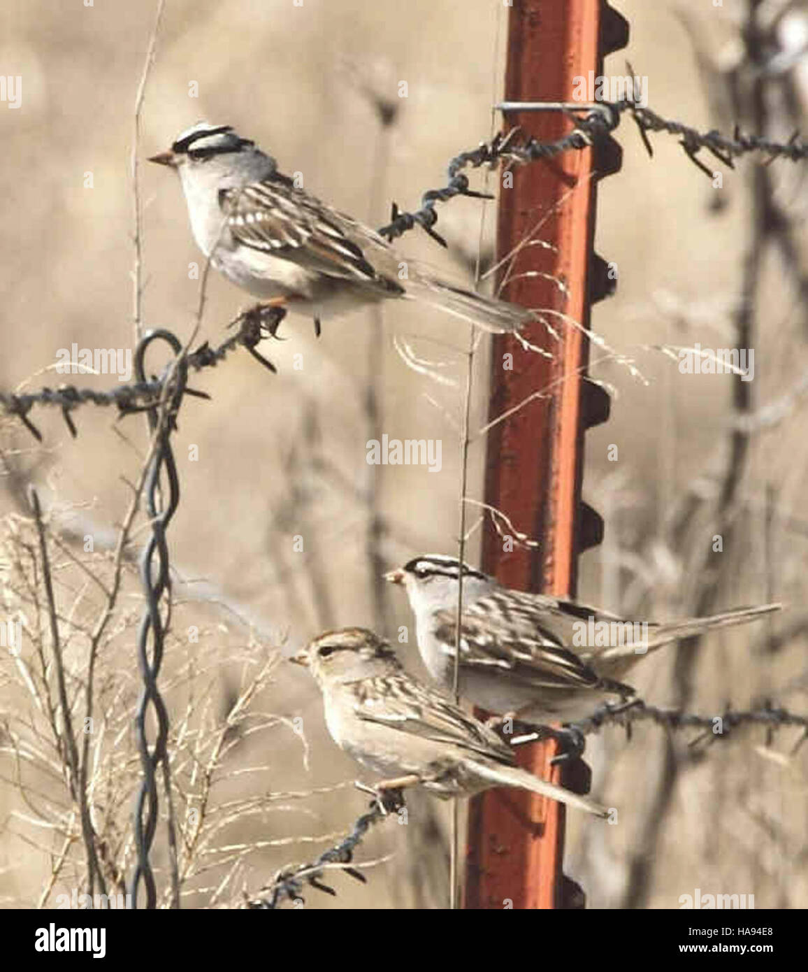 usfwsmtnprairie 7023887215 White-crowned sparrow Stock Photo - Alamy