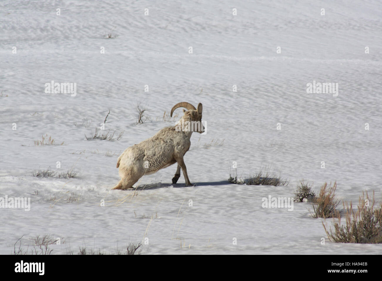 Bighorn Sheep, seen here in a snowy environment, are native to the ...