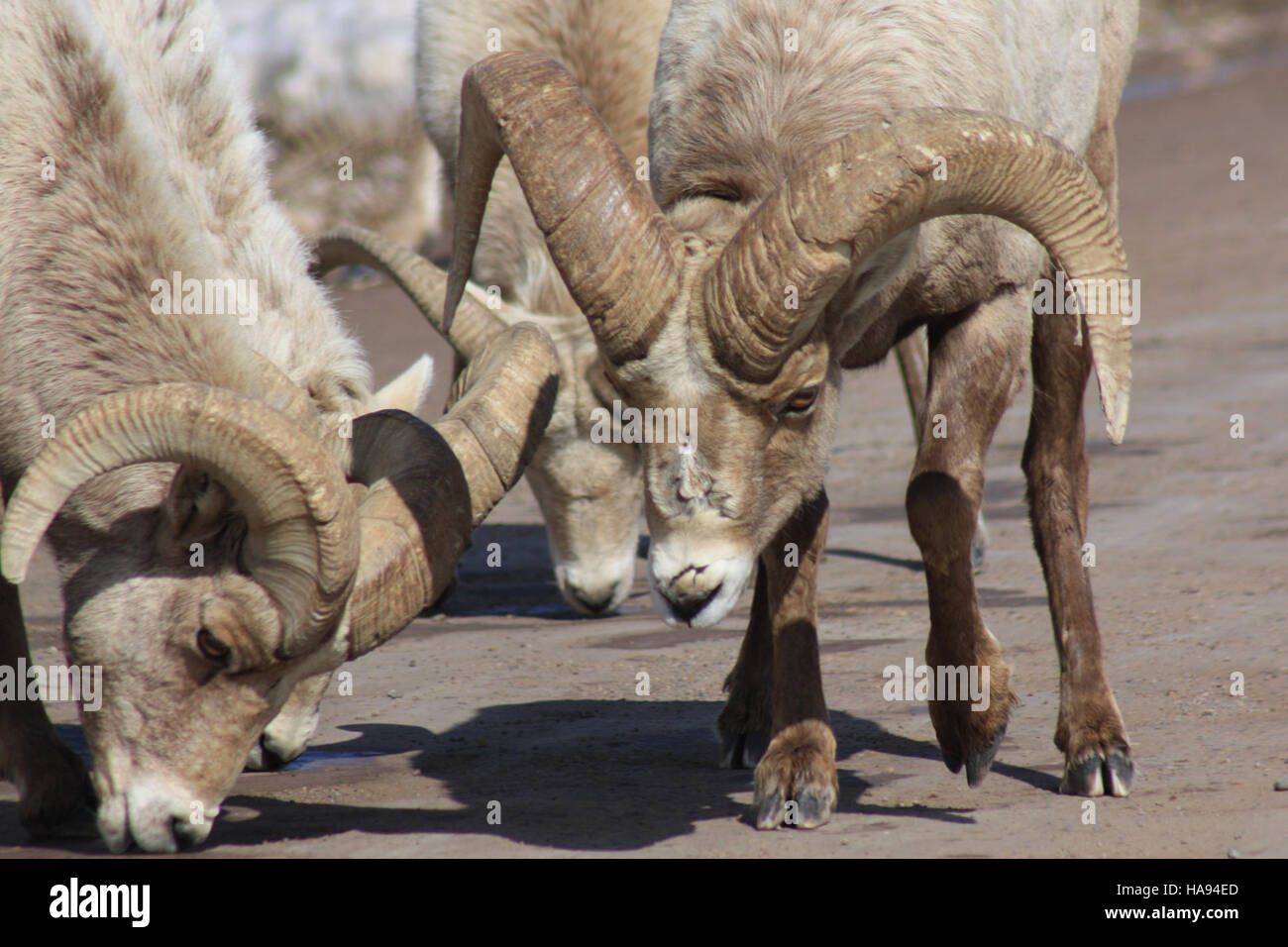Bighorn sheep scarring, observed in national parks, serves as a ...