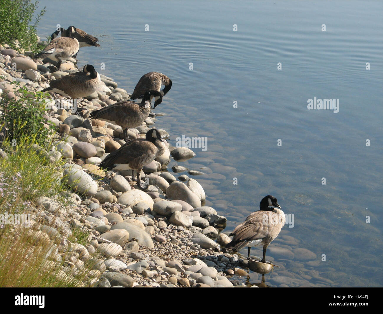 A flock of geese along the shoreline of Flat Creek, within a national ...