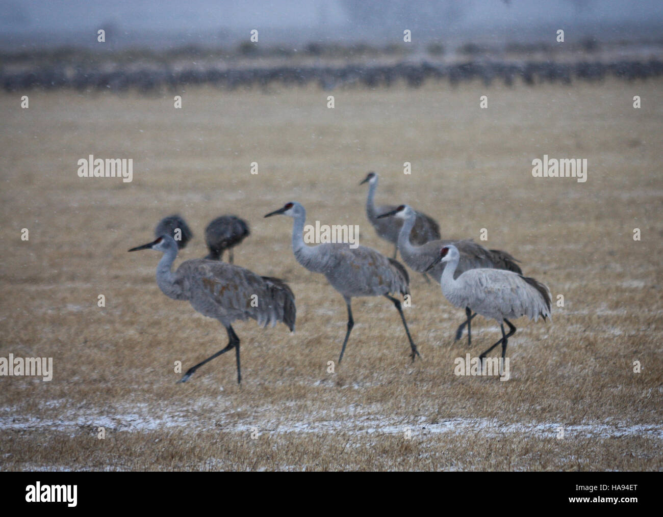 Sandhill Cranes are migratory birds that frequent National Parks like ...