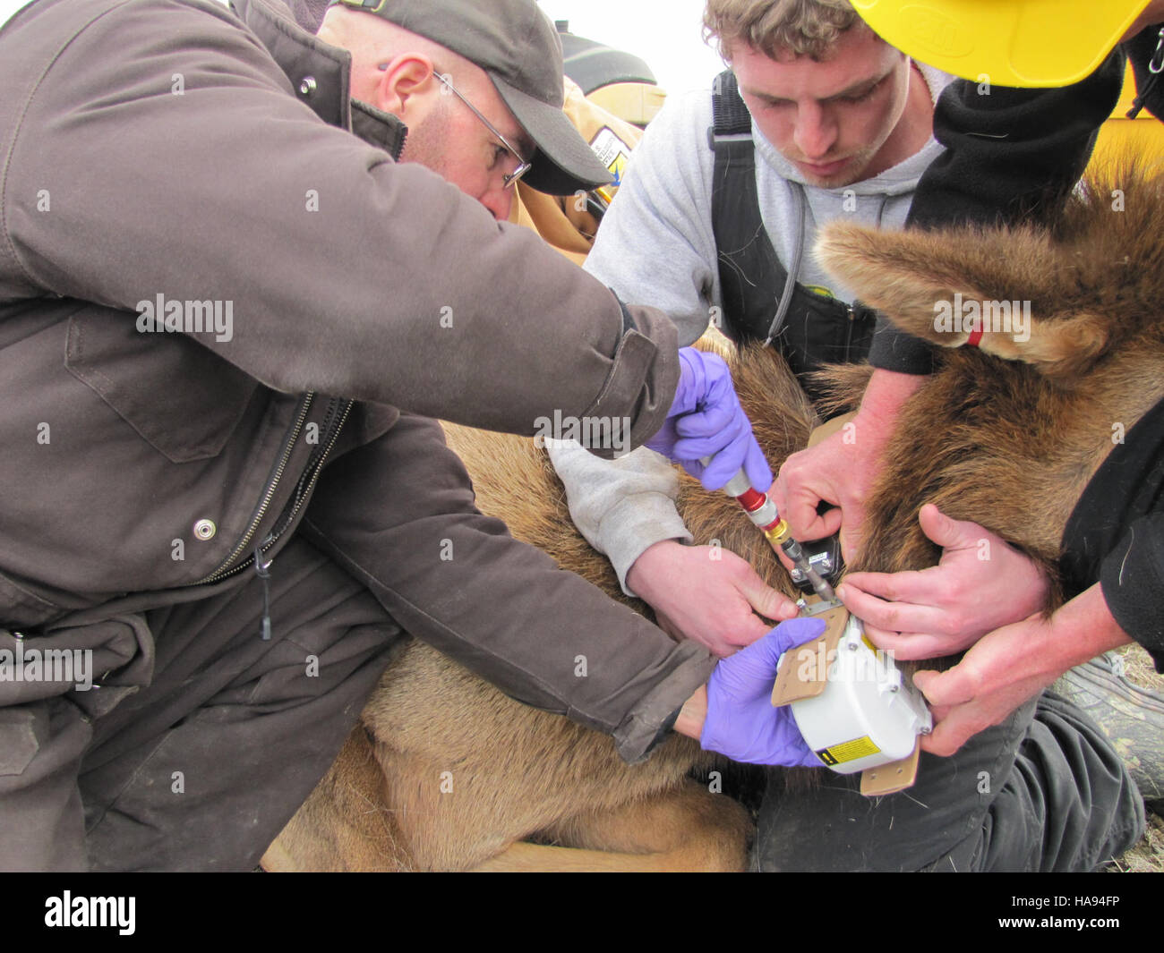 This image highlights the shelf life of a GPS collar used to track ...