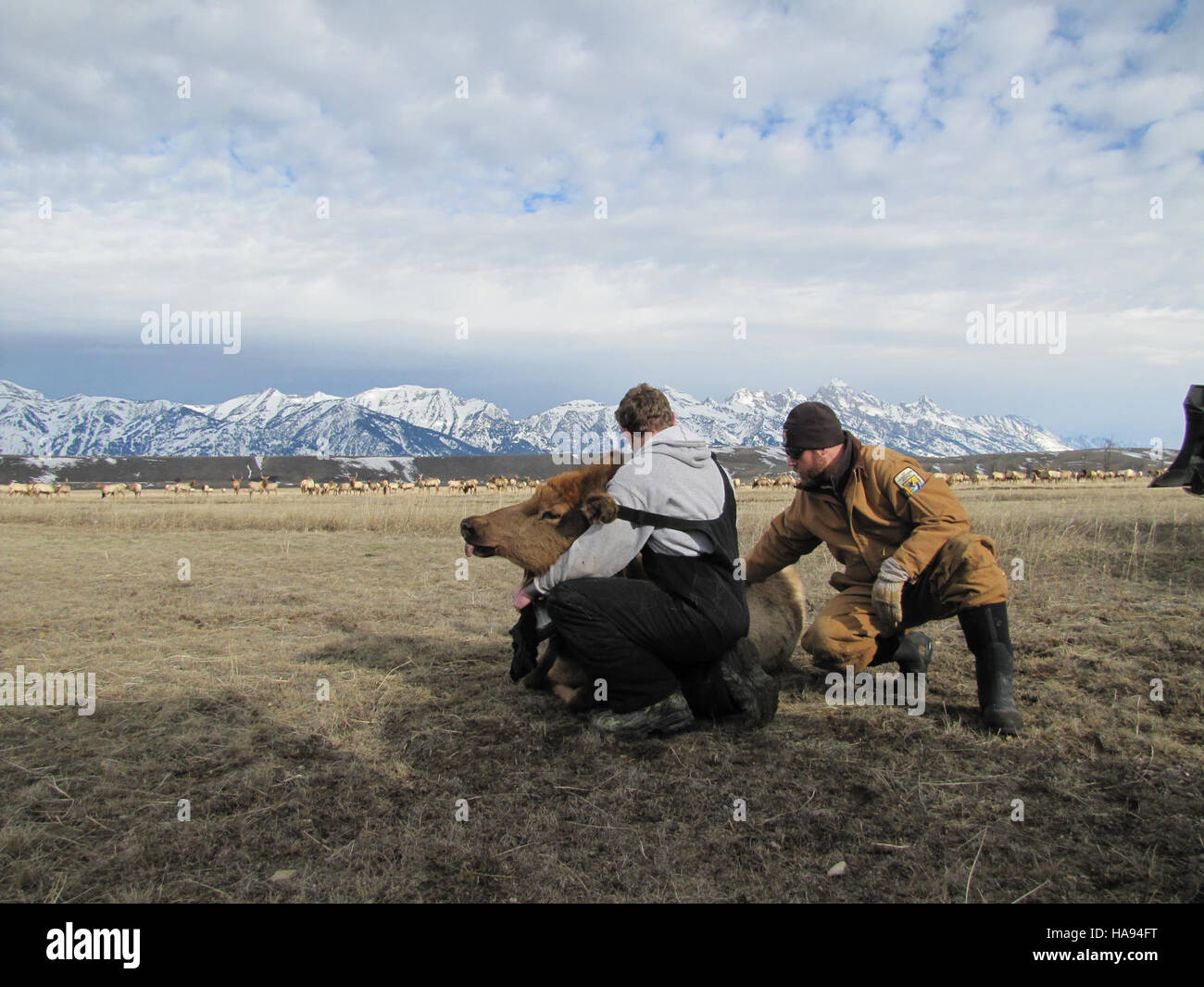 A park ranger helps steady an elk in a national park as the animal ...