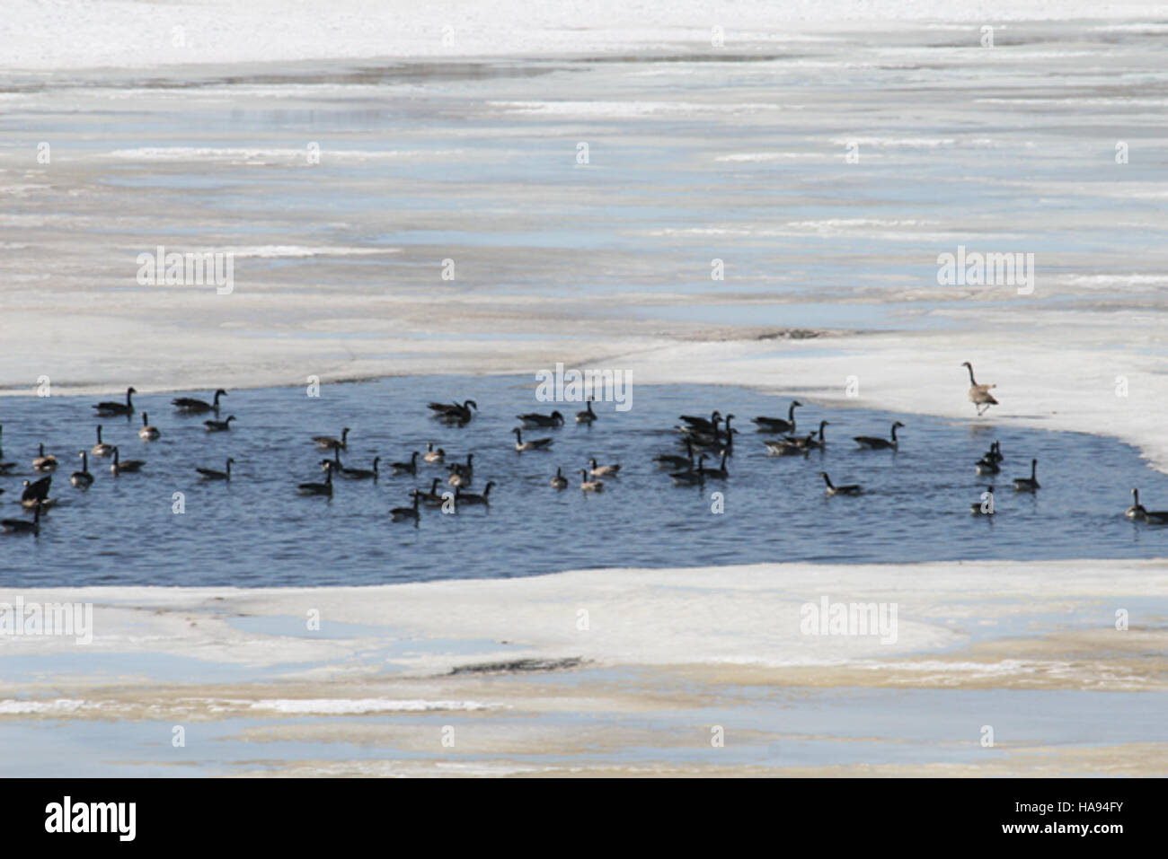 Early migration of Canada Geese is observed in national parks as these ...