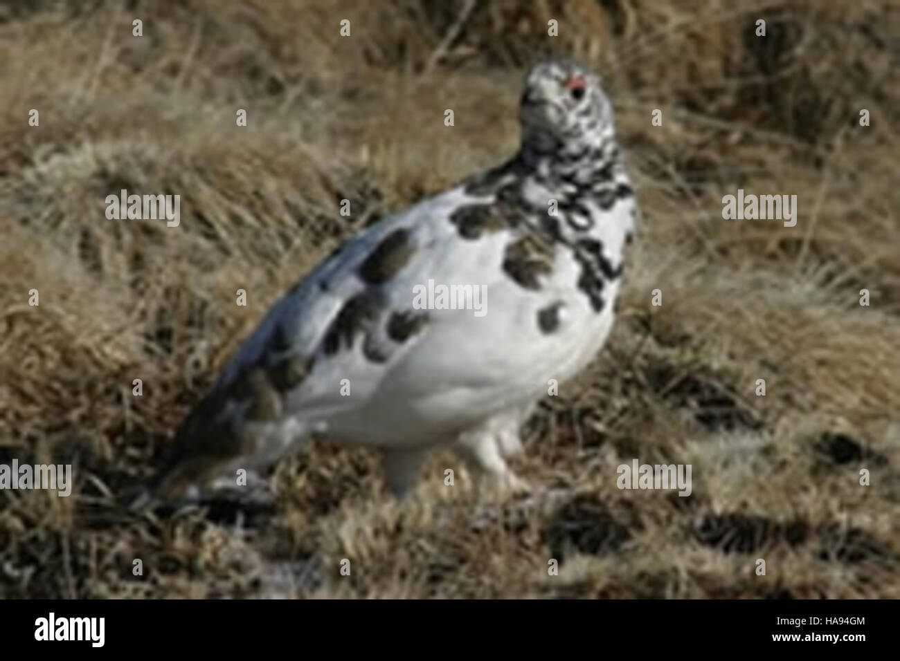 The White-tailed Ptarmigan, found in the high-altitude regions of North ...