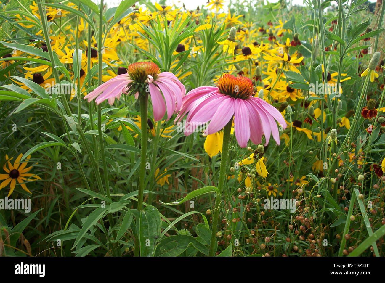 Native prairie restoration efforts in a national park focus on ...