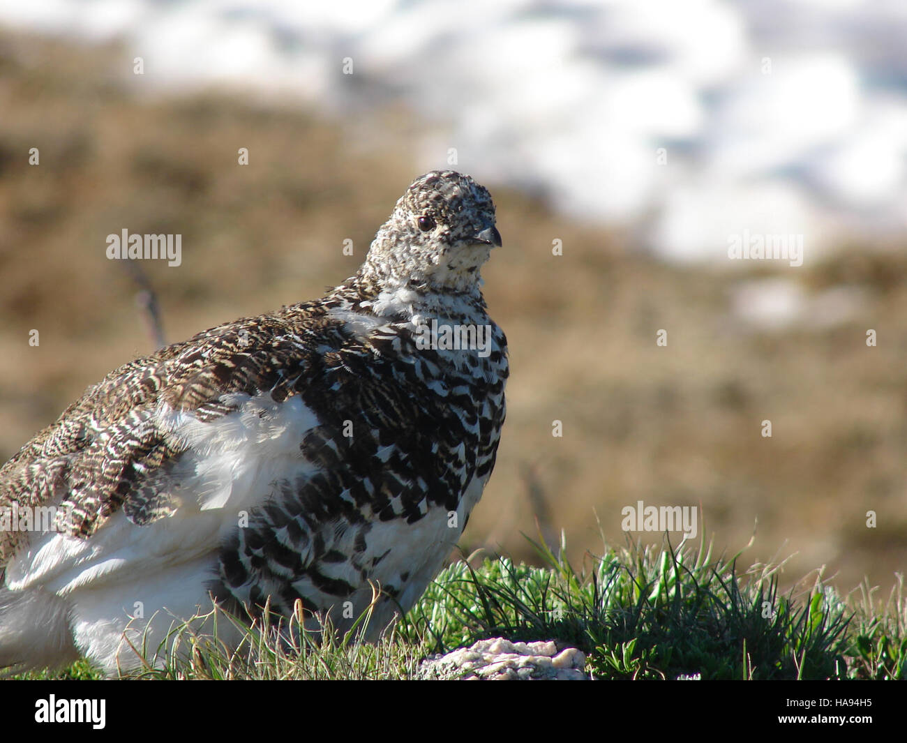 A White-tailed Ptarmigan in its summer plumage in a national park. The ...