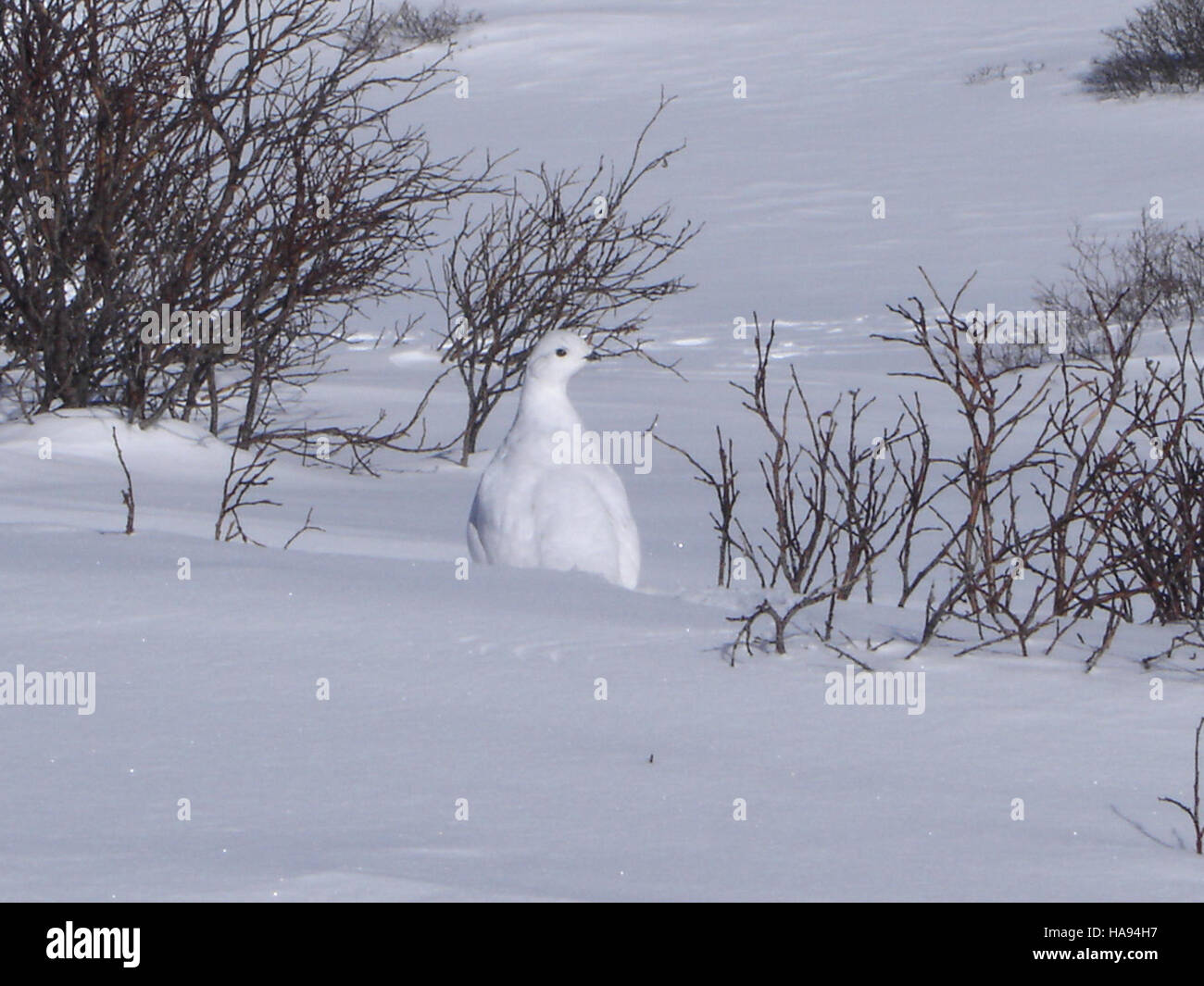 A White-tailed Ptarmigan is seen in its winter plumage on Guanella Pass ...