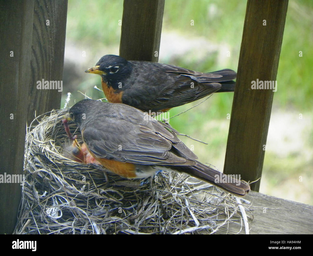 The Robin family of birds is observed and protected in national parks ...
