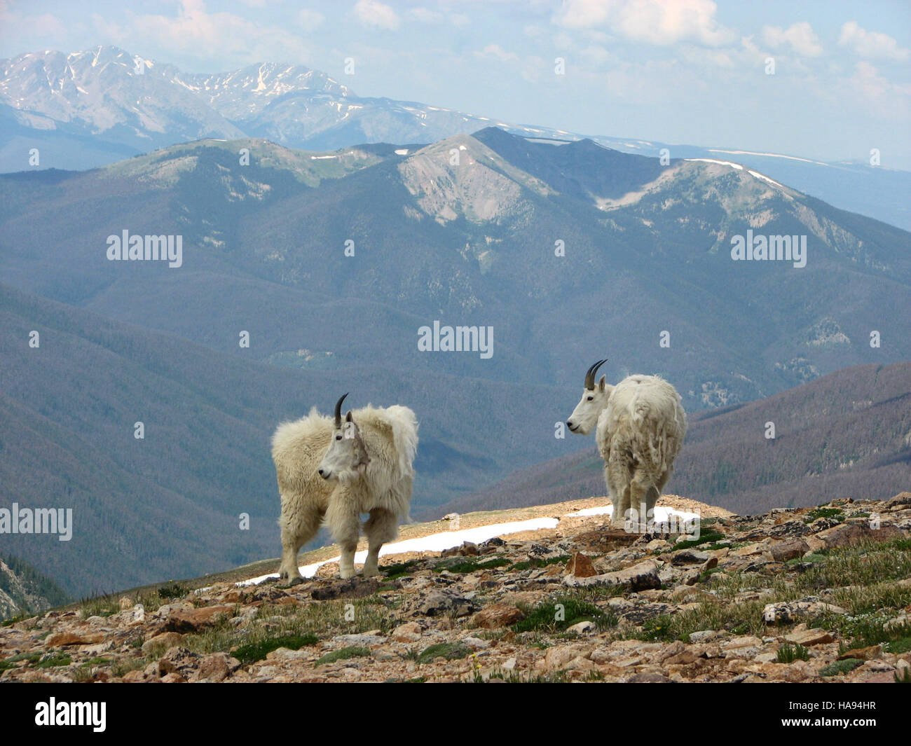 Mountain goats are seen navigating the rugged terrain of the Great ...