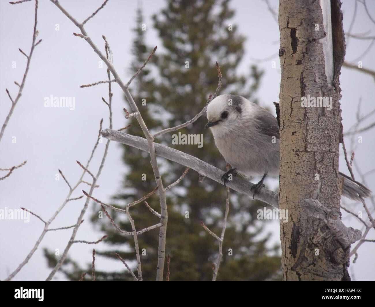 A Gray Jay, commonly found in national parks, is photographed in its ...