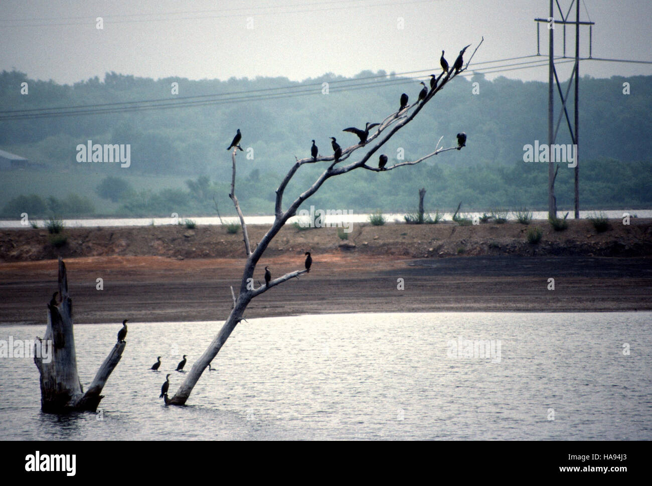 usfwsmtnprairie 7167192275 Cormorant Rookery Stock Photo - Alamy