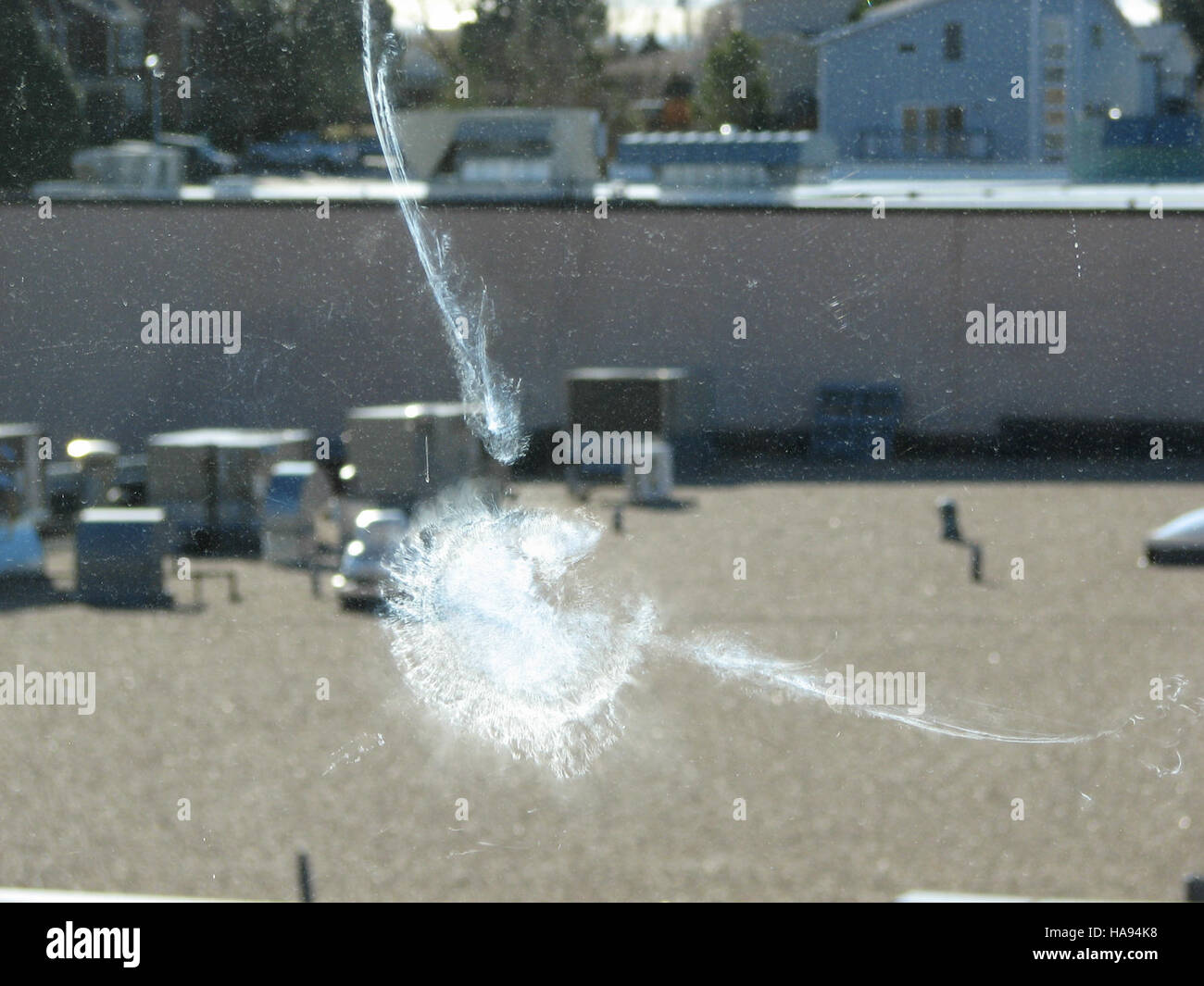 usfwsmtnprairie 7183777339 Bird Collision with Window Stock Photo - Alamy