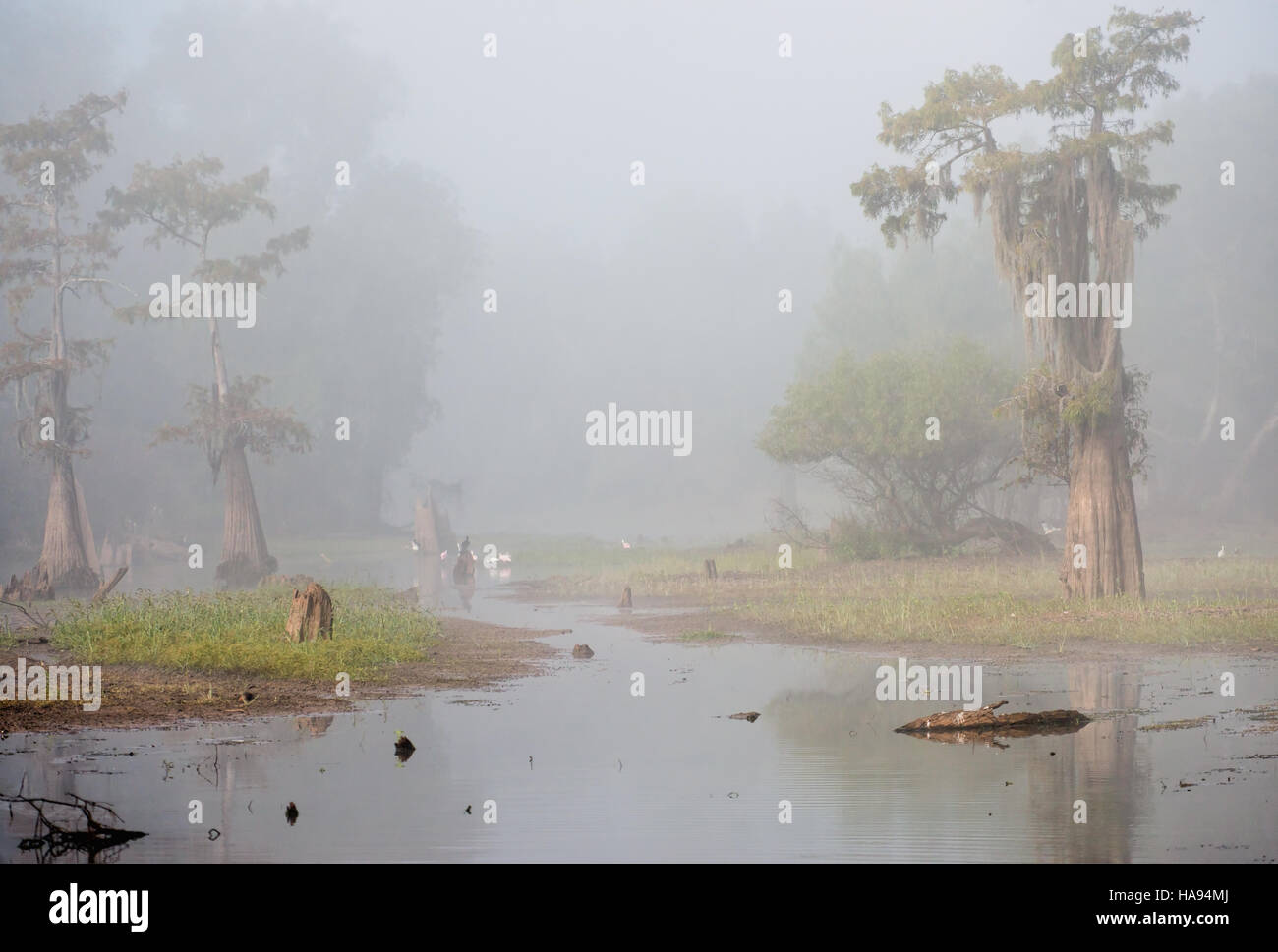 The Henderson Swamp in Heavy Fog Stock Photo - Alamy