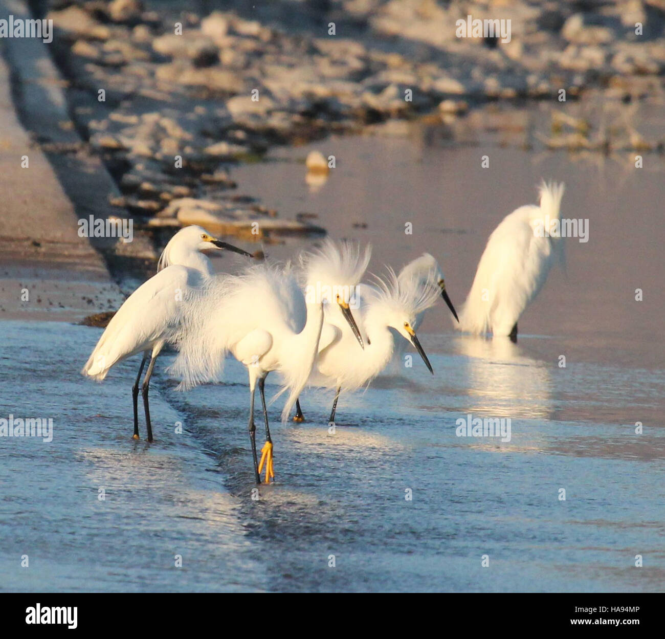 Judy Watson’s photograph, winning 1st place in the Bird Life category ...
