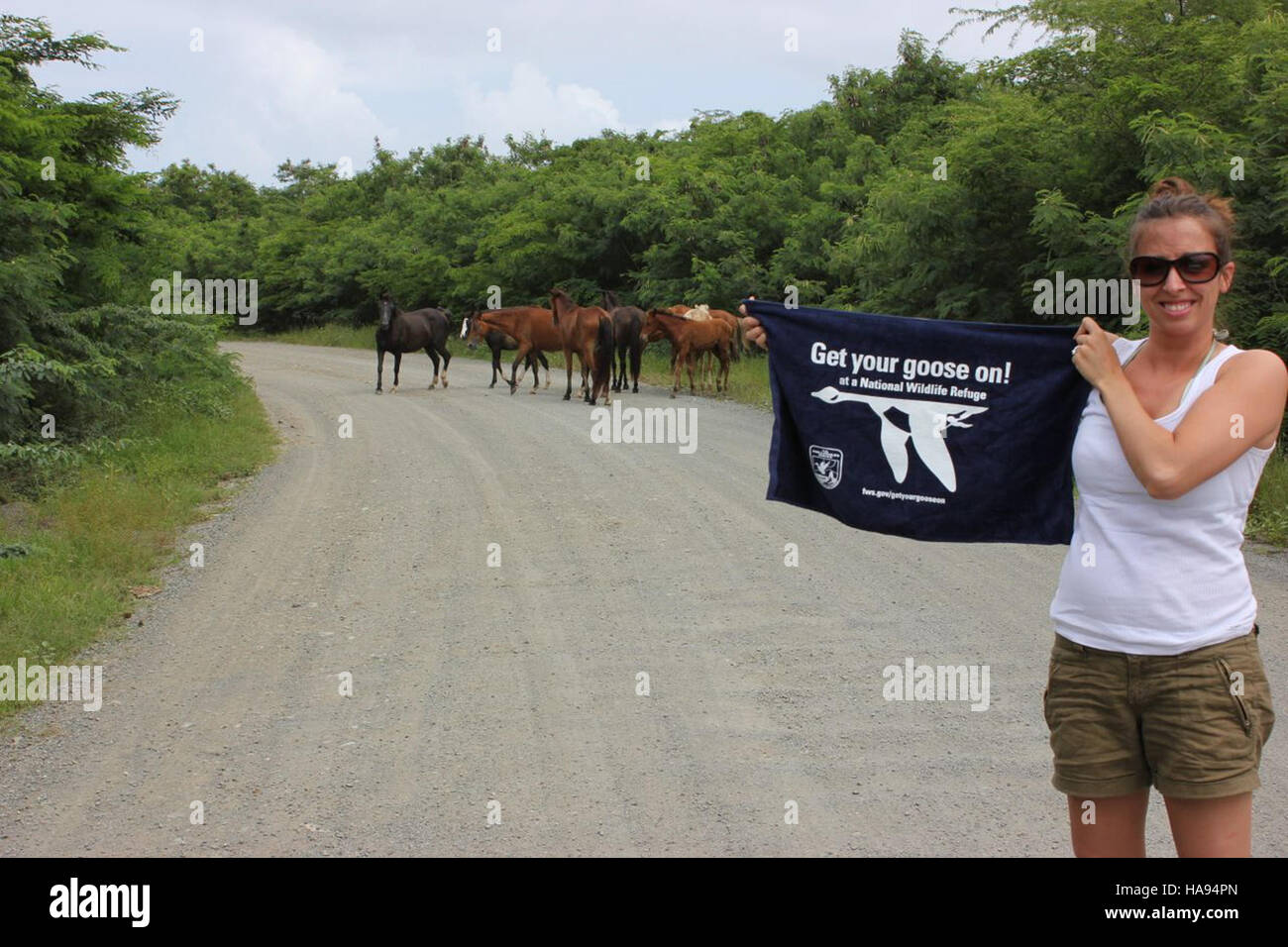 usfwsmtnprairie 7302754432 Wild Horses on Vieques National Wildlife ...