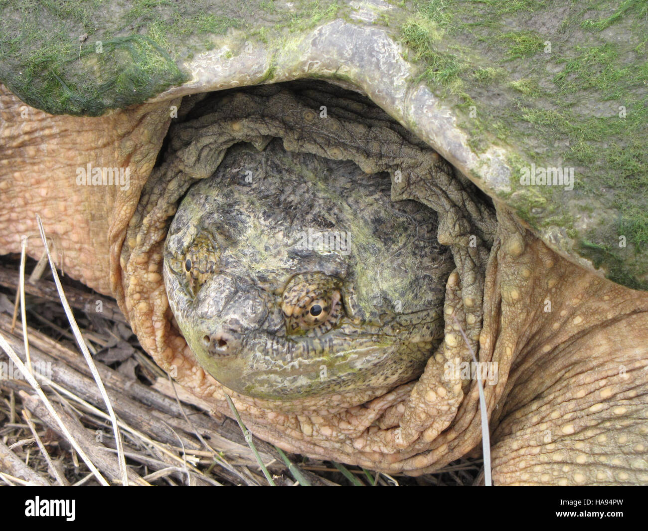 usfwsmtnprairie 7335251446 Snapping Turtle Stock Photo - Alamy
