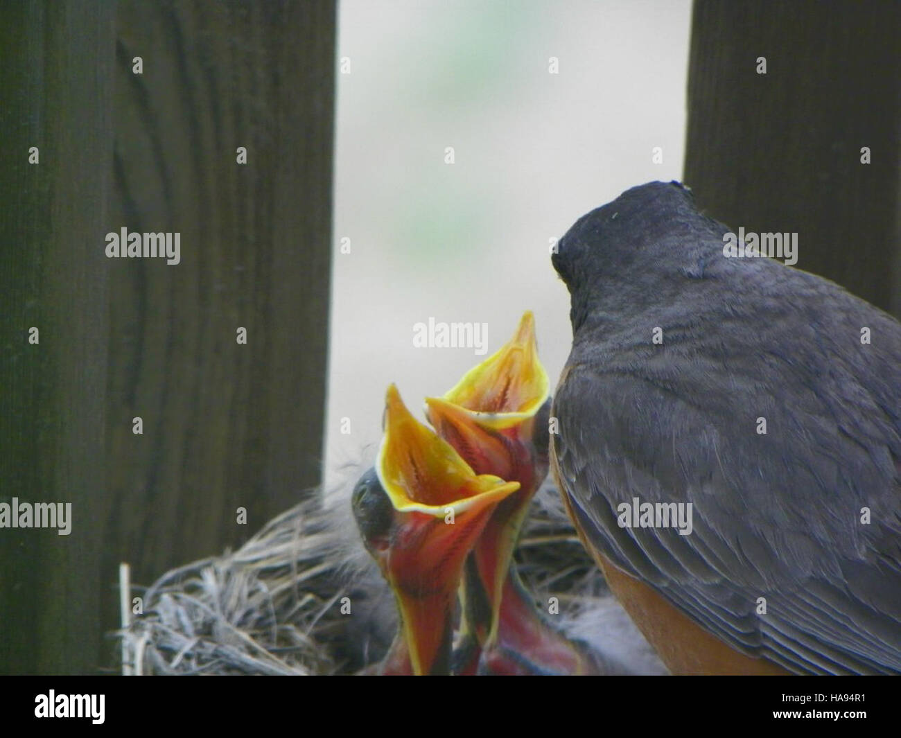 Hungry robins in a national park highlight the seasonal changes in ...