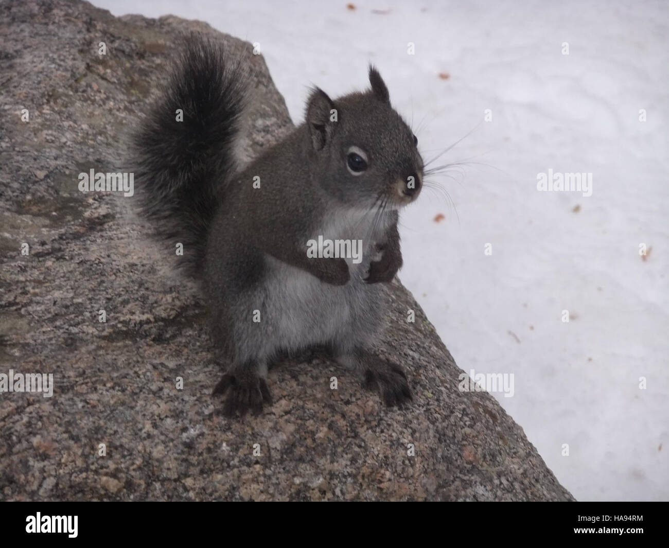 The Pine Squirrel is an important species in the ecosystem of national ...