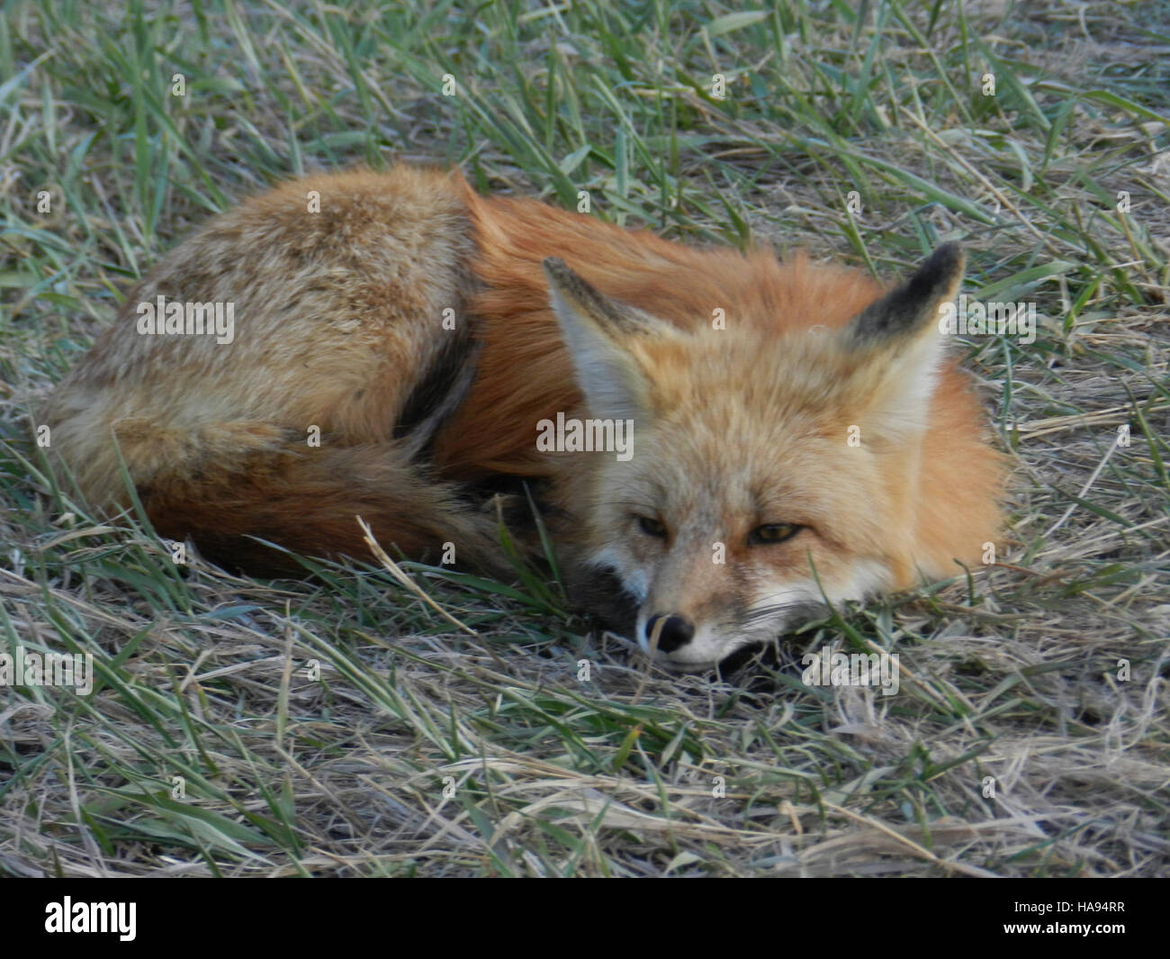 A red fox in a national park environment, showcasing the wildlife of ...