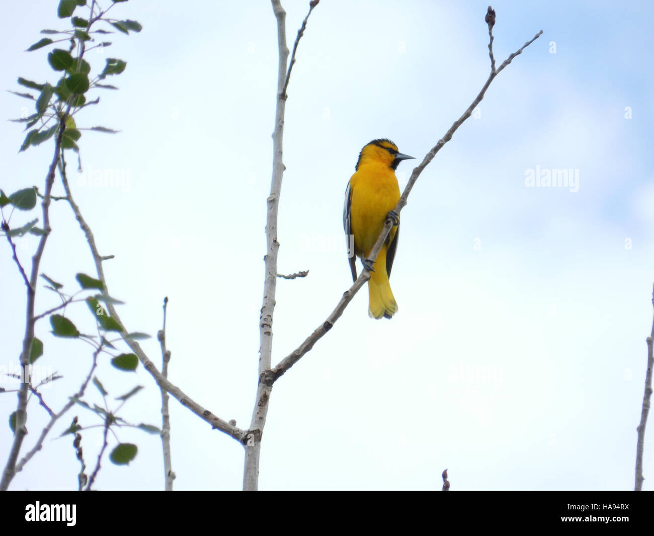 The Northern Oriole, a brightly colored bird, is a common sight in ...