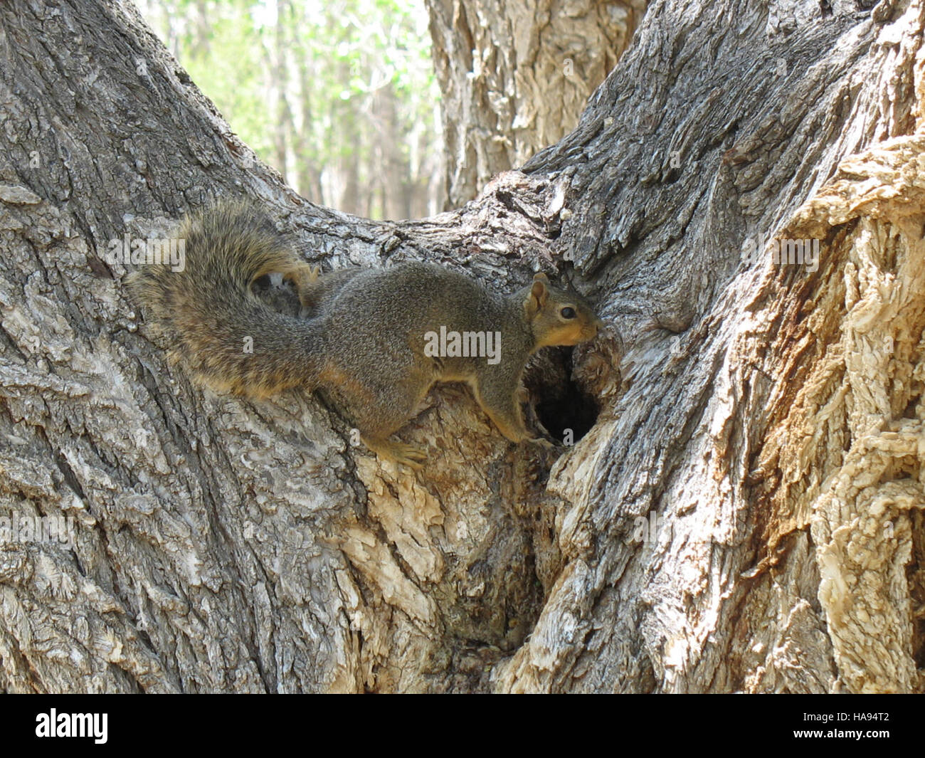 A fox squirrel photographed in its natural habitat within a national ...