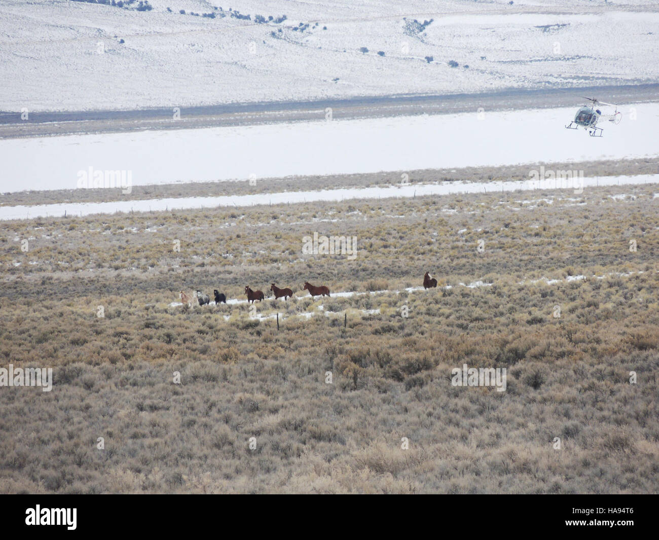 The Diamond Gather operation, conducted by the Bureau of Land ...