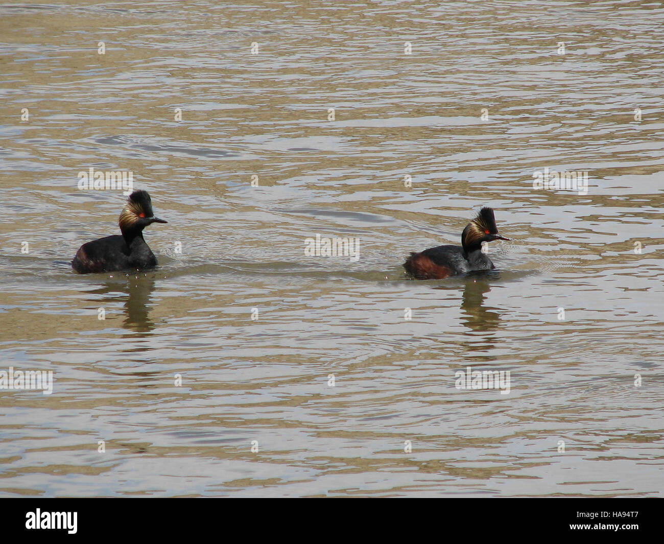 Eared Grebes are seen in a national park, highlighting their role in ...
