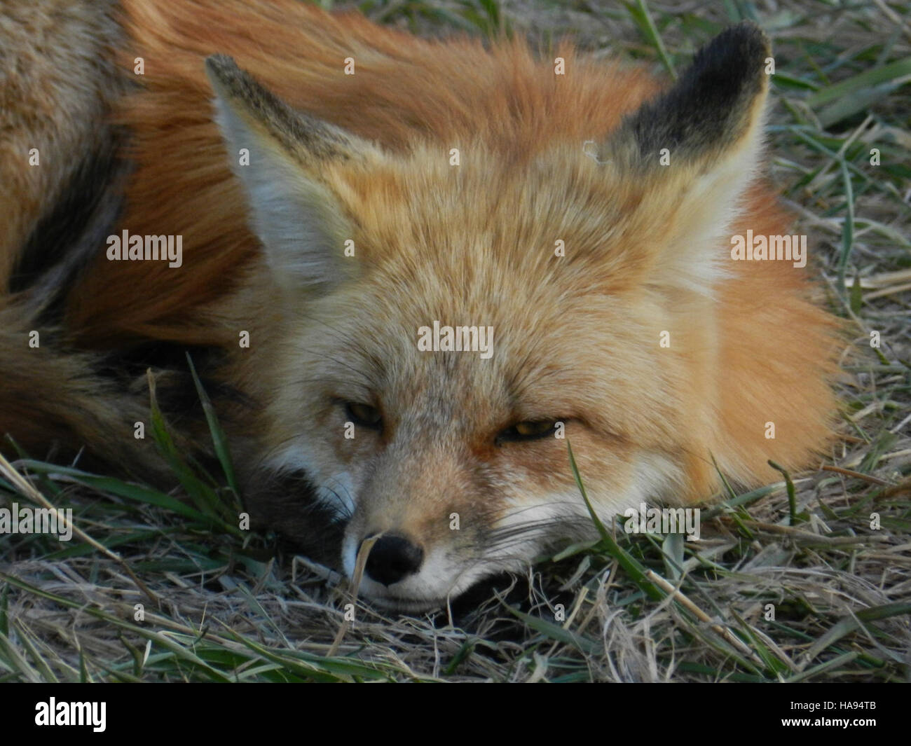 The Red Fox, a common species in North American national parks, is seen ...