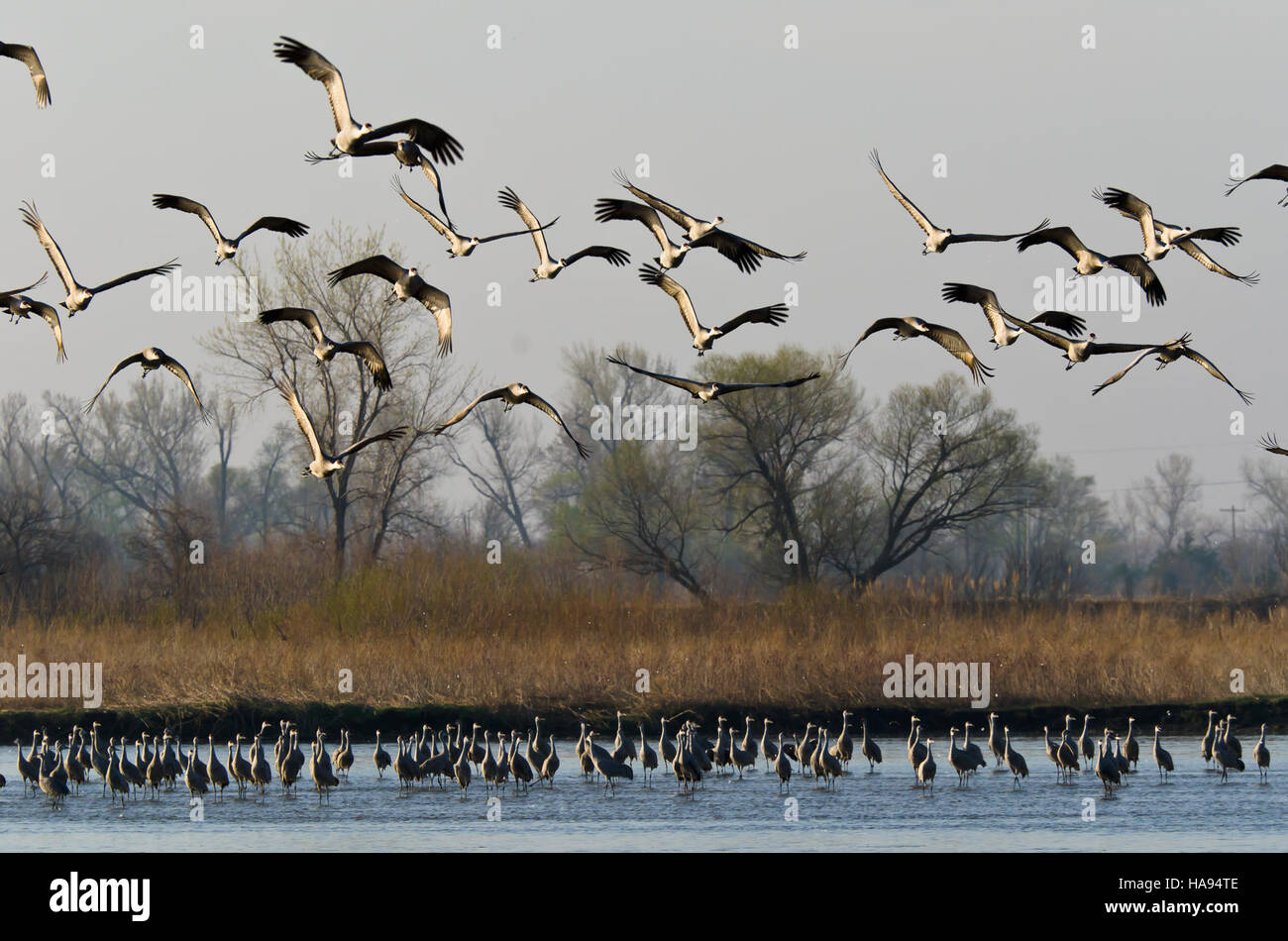 National wildlife refuges nebraska hi-res stock photography and images ...